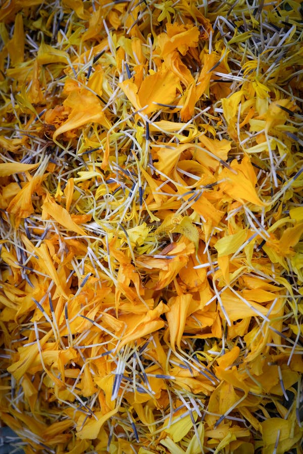 Marigold petals stock image. Image of medicinal, white - 86212143