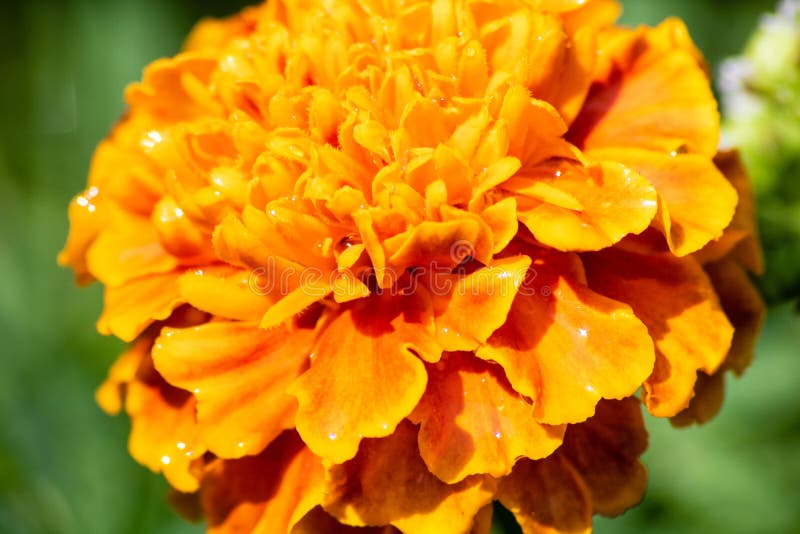 Marigold stock image. Image of nature, orange, garden - 162630239
