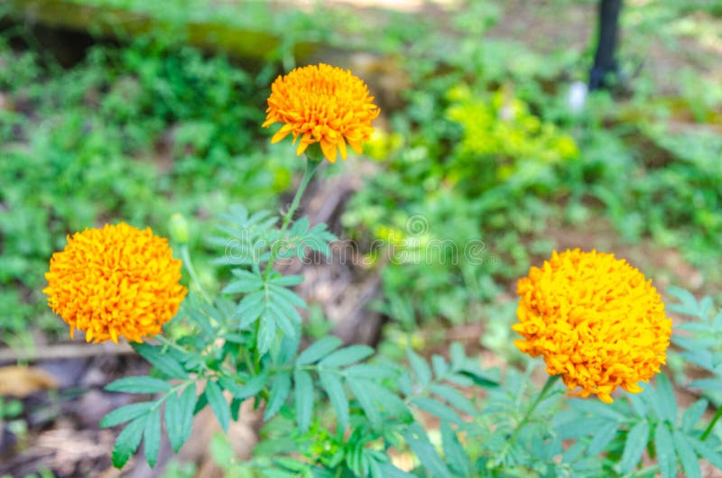 Marigold Plant with Flowers Stock Photo - Image of garden, botany ...