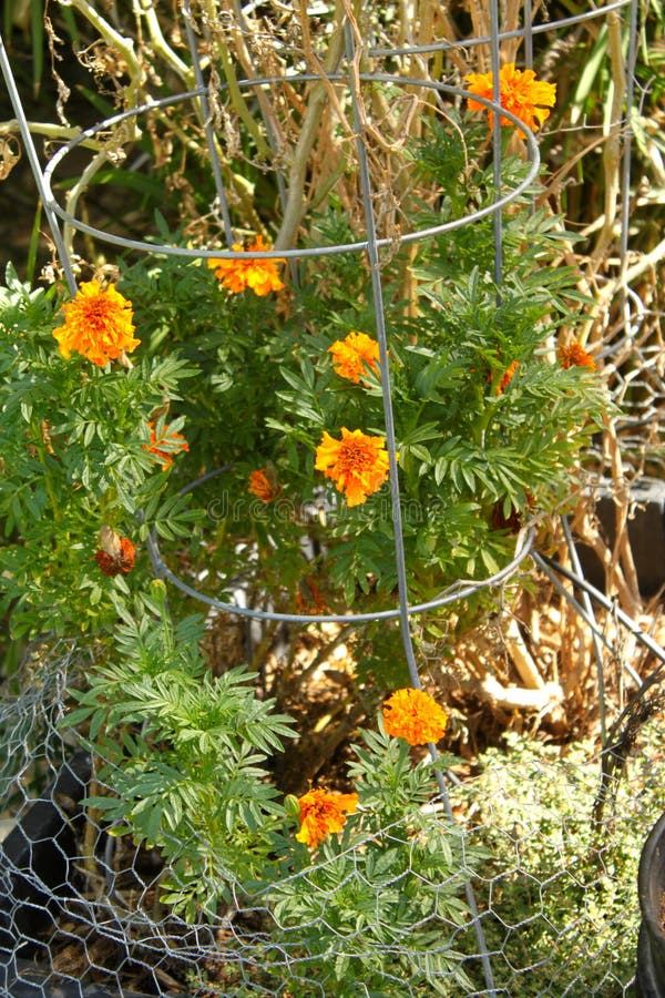 Marigold orange 6125 c stock image. Image of blooms - 229727159