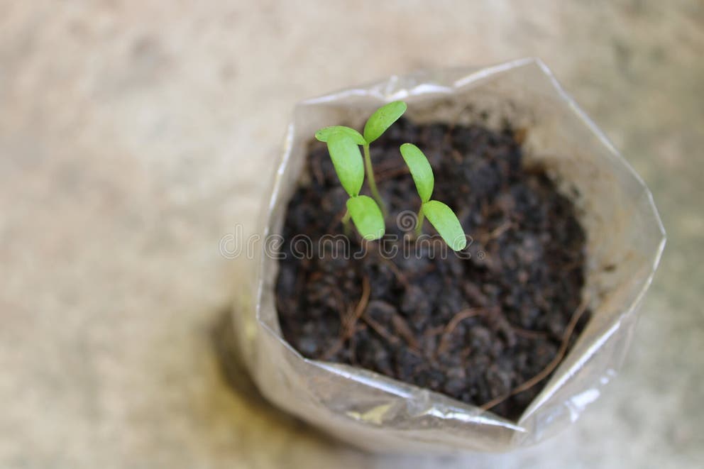 Marigold sapling stock image. Image of spring, marigold - 278771779