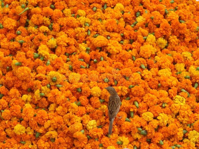 Marigold Stack with Bird in it Stock Image - Image of garden, floral ...
