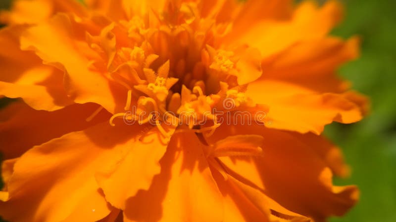 Marigold in sunlight stock image. Image of plant, produce - 200061331
