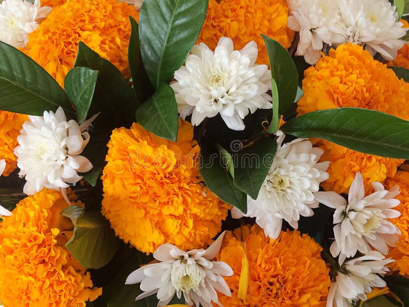 Marigold Texture Pattern Background Stock Image - Image of macro ...