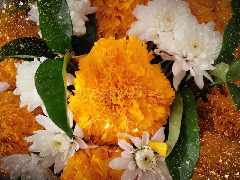 Marigold Texture Pattern Background Stock Image - Image of macro ...