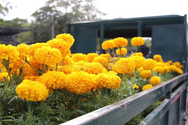 Marigold Tree Blooming in Truck. Stock Image - Image of retail, outdoor ...
