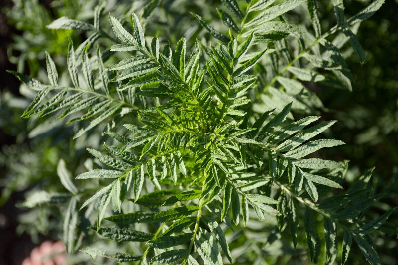 Marigold tree stock image. Image of grass, erecta, growth - 77958901