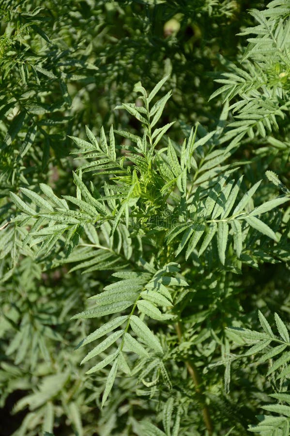 Marigold tree stock image. Image of fresh, grass, grow - 78713481