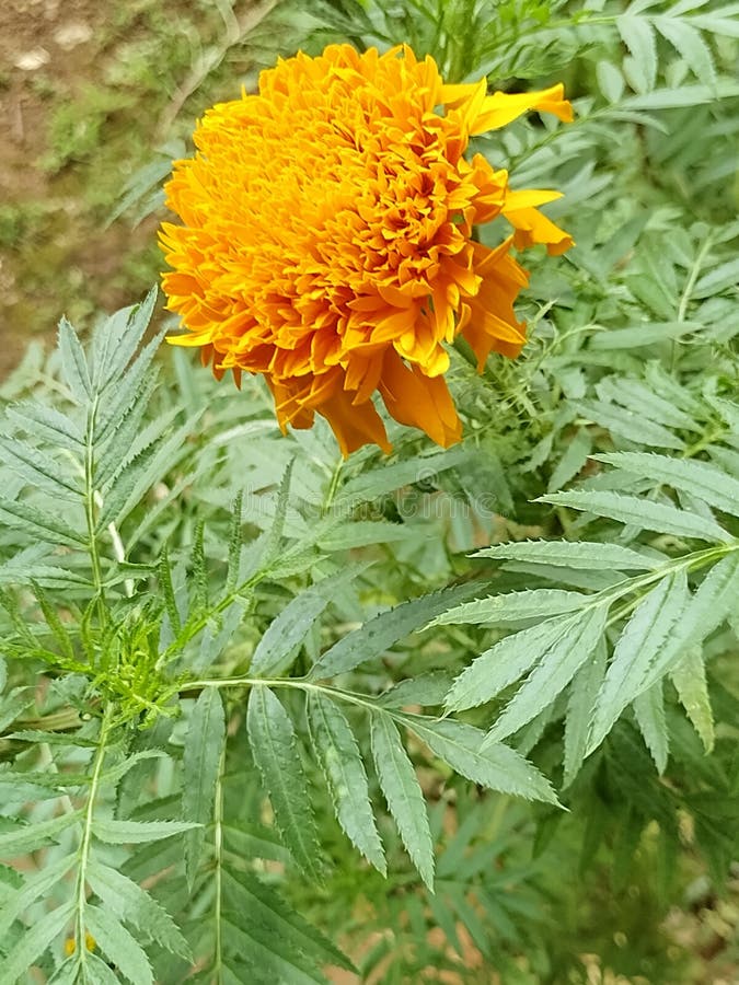 Marigold yellow flowers stock image. Image of green - 258040791
