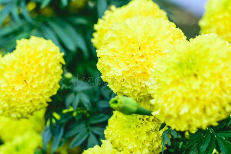 Marigold yellow flowers stock image. Image of golden - 84097135