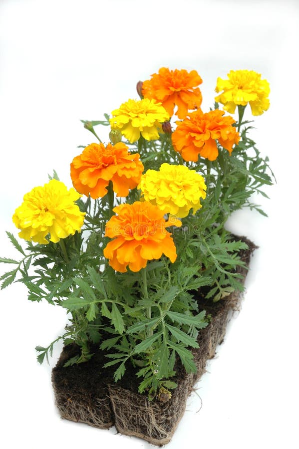 Marigolds stock image. Image of soil, formal, roots, plant - 16731313