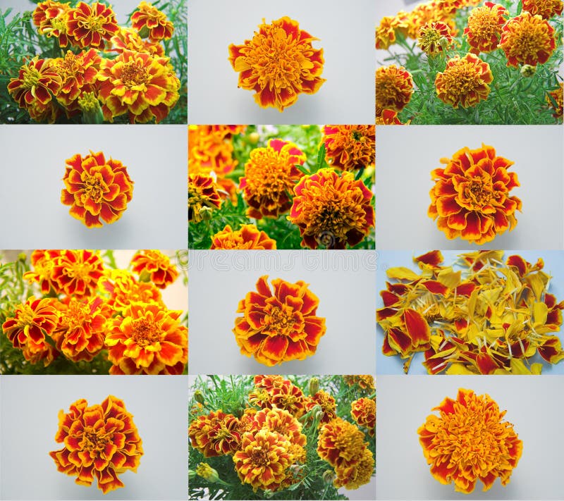 Marigolds stock image. Image of florist, arrange, plant - 285309