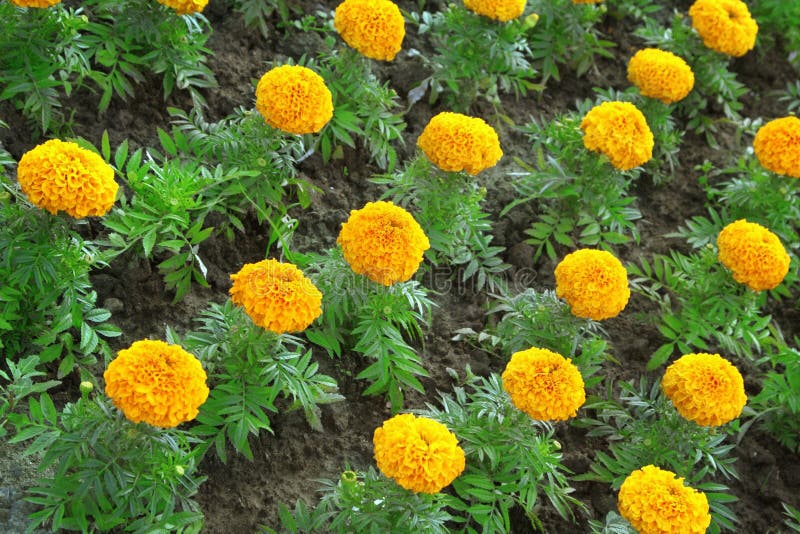 Marigolds stock image. Image of gold, leafs, petals, decoration - 6230435