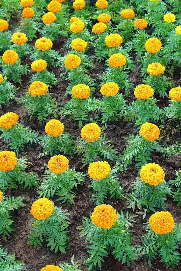 Marigolds stock image. Image of garden, nature, plant - 6451645
