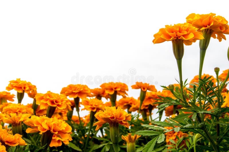The Marigolds Field, Vivid Color Flower Stock Image - Image of marigold ...