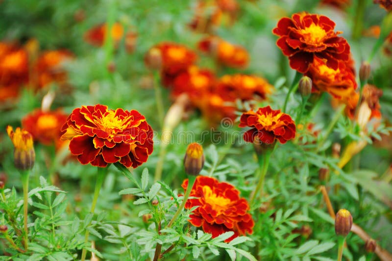 Marigolds in the Flower-bed Stock Image - Image of leaves, macro: 16102585