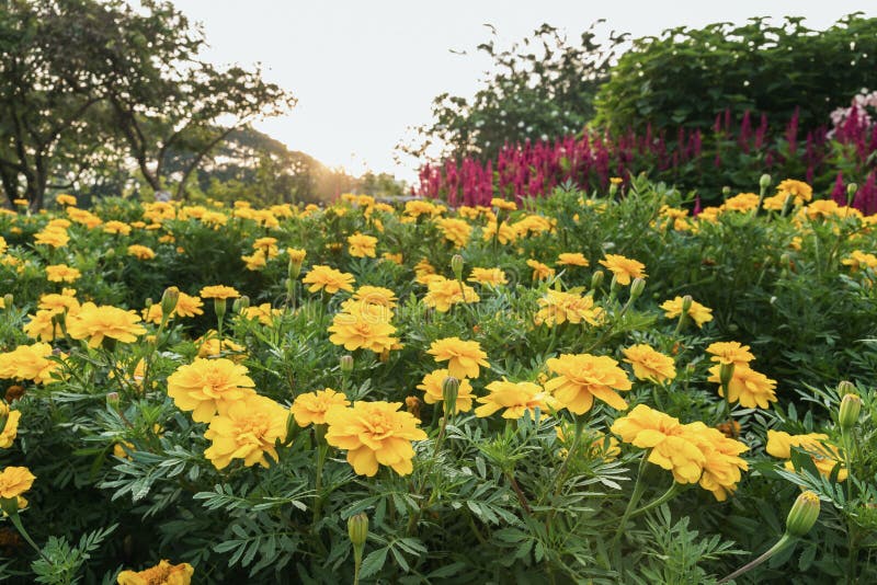 Marigolds Flowers in Garden Stock Photo - Image of botanical, light ...