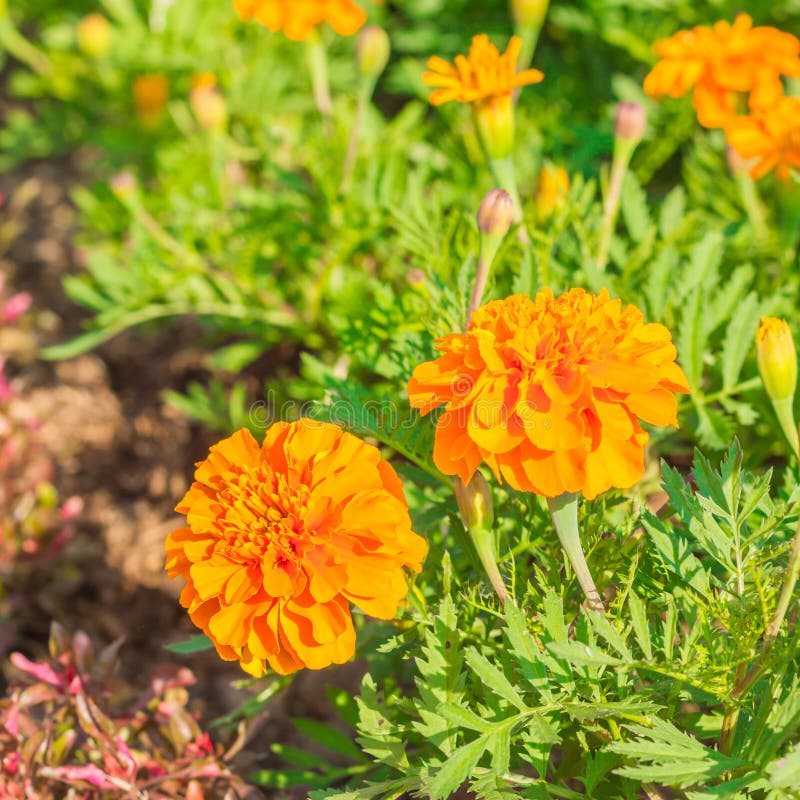Marigolds in garden stock image. Image of flora, marigold - 47067977
