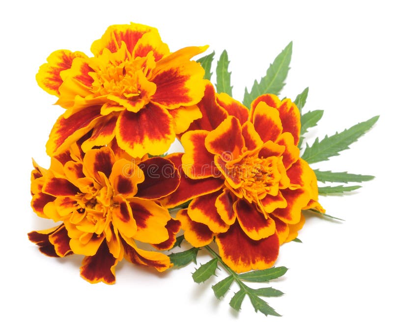 Marigolds stock photo. Image of plants, marigolds, vibrant - 32918360