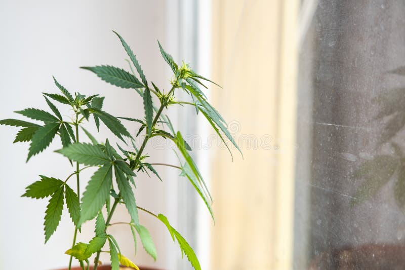Marihuana in Einem Topf Auf Der Fensterbank. Heimanbau Von Cannabis ... Marihuana in Einem Topf Auf Der Fensterbank. Heimanbau Von Cannabis ...