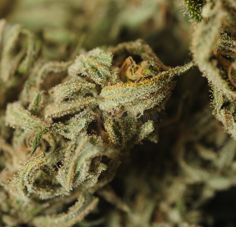 Marijuana stock image. Image of cannabis, dope, herbal - 11641973