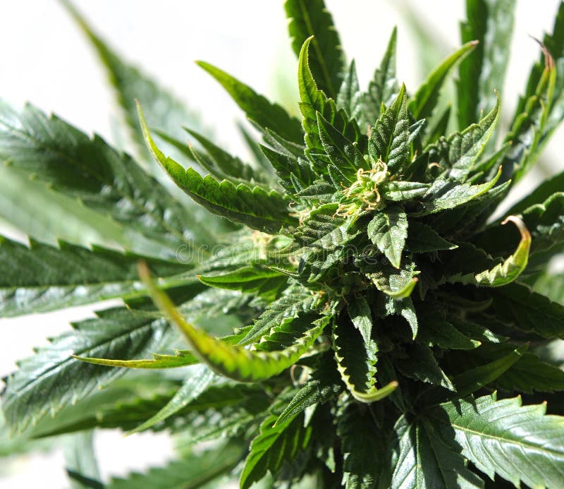 Marijuana stock photo. Image of leaf, agriculture, grow - 8011174