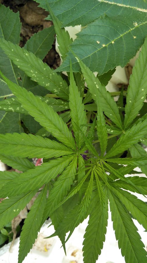 Weed_lover stock image. Image of lord, marijuana, blessings - 127610703