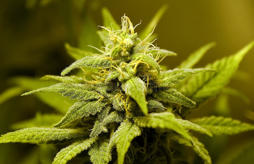 Marijuana bloom stock image. Image of weed, herbal, hemp - 68736017