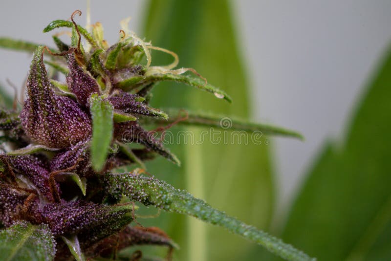 Marijuana Bud Under the Microscope, Cannabis Plant for Study in ...