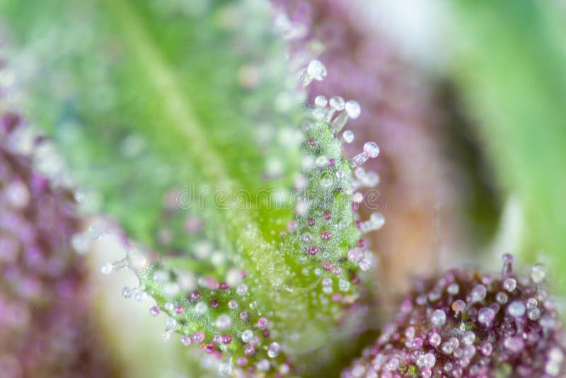 Marijuana Bud Under the Microscope, Cannabis Plant for Study in ...