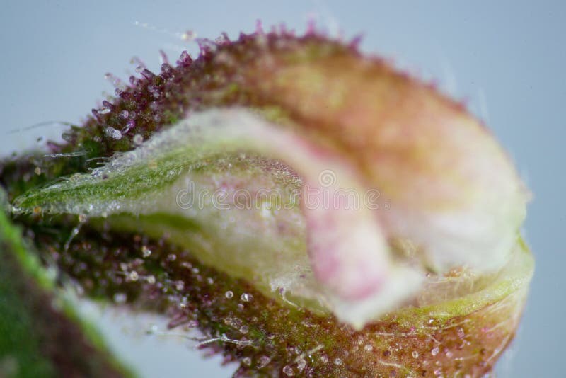 Marijuana Bud Under the Microscope, Cannabis Plant for Study in ...