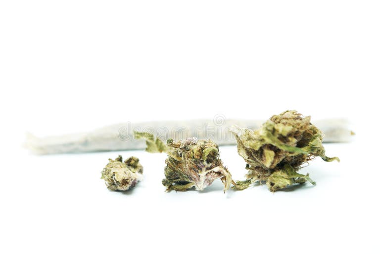 Marijuana and Cannabis Bud stock photo. Image of plant - 76762808