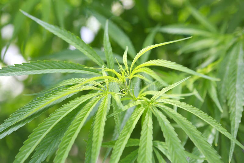 Marijuana ( Cannabis), Hemp Plant Growing Inside of the Green Ho Stock ...