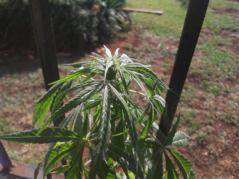 Marijuana stock image. Image of plant, marijuana, female - 149486427