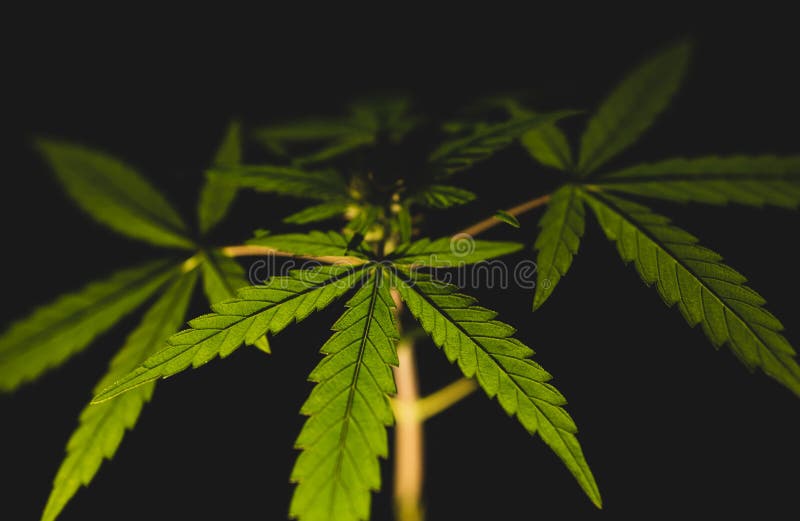 Marijuana Cannabis Plant Macro Texture, on Black Stock Photo - Image of ...
