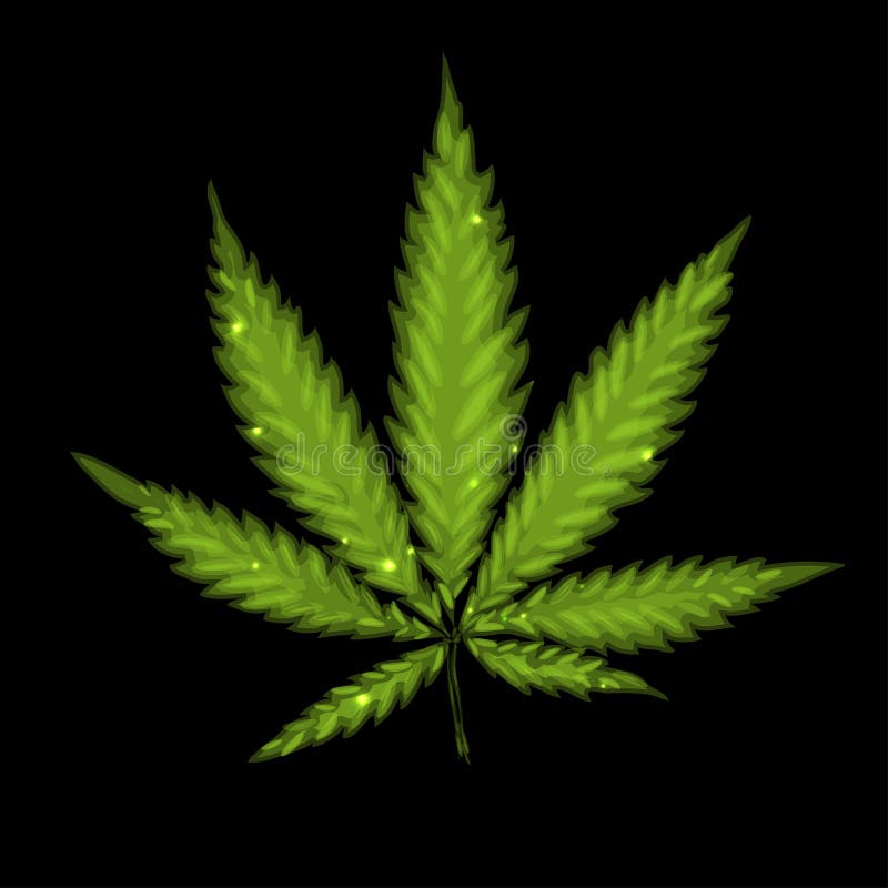 Marijuana or Cannabis Vector Stock Vector - Illustration of grass ...