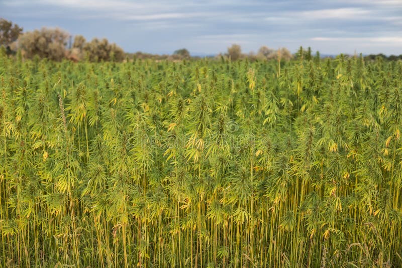 Marijuana CBD Hemp Plants Field Stock Image - Image of medicine, growth ...