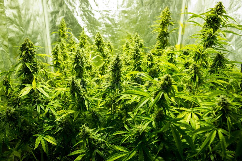 Cannabis Indoor Cultivation - Cannabis Grow Box Stock Image - Image of ...