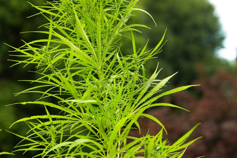 Marijuana stock photo. Image of drugs, addict, closeup - 57461382