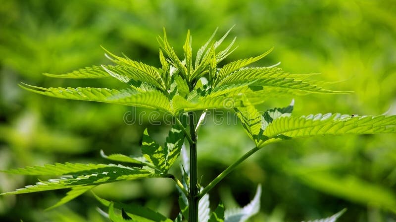 Marijuana Farm in Kathmandu, Nepal Stock Image - Image of cannabis ...