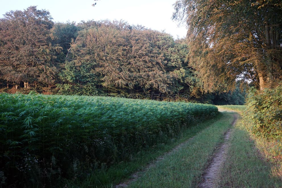 Marijuana field and forest stock image. Image of hemp - 156477601