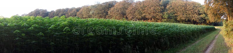 Marijuana field and forest stock image. Image of track - 156477557