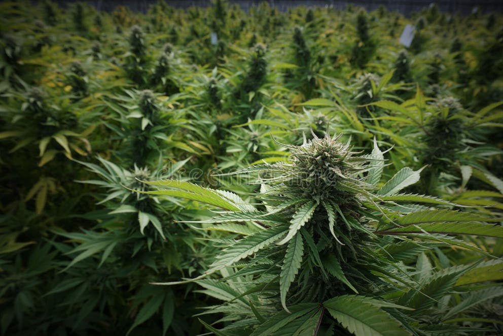 Marijuana stock photo. Image of weed, fields, farm, legal - 77942220