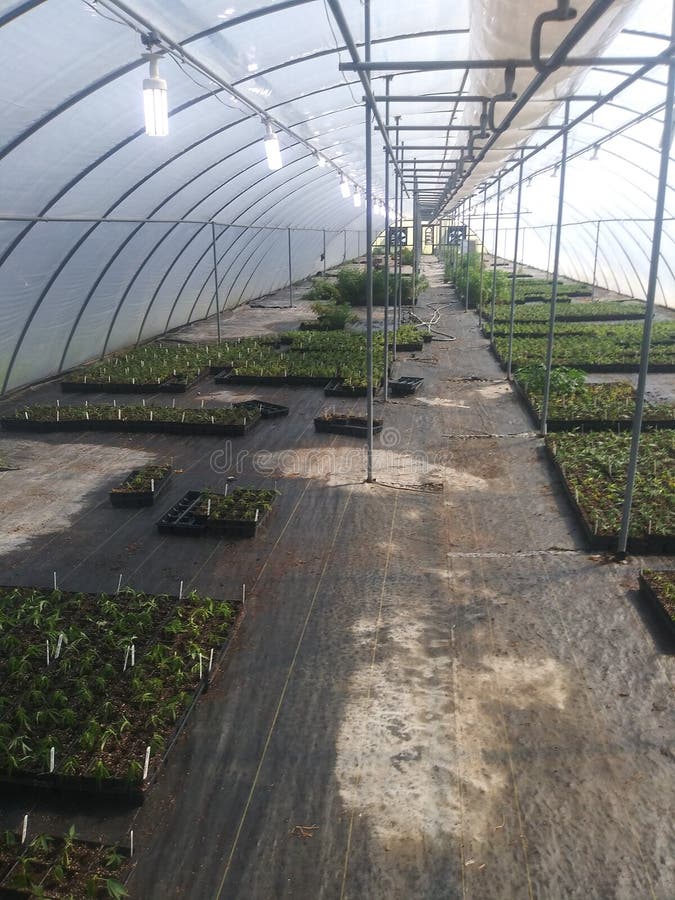 Marijuana Greenhouse Clones Stock Image - Image of marijuana, matt ...