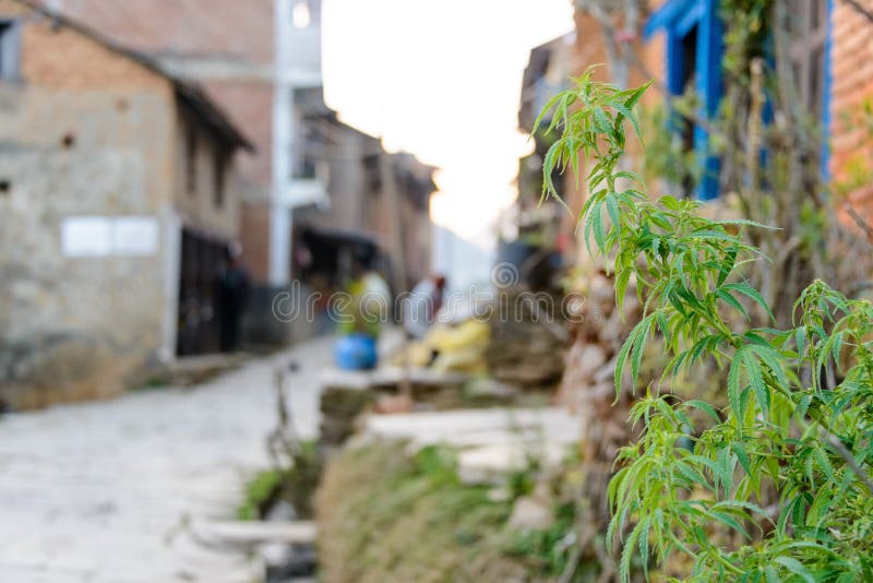 Marijuana Growing in a Nepalese Village Stock Photo - Image of narcotic ...