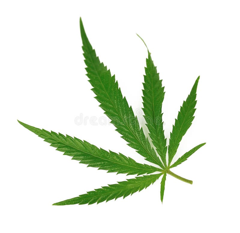 Marijuana leaf stock photo. Image of nature, herbal, marijuana - 25293352