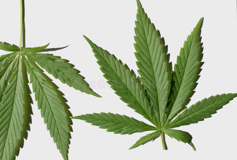 Marijuana Leaf stock photo. Image of illegal, farm, addict - 5257262