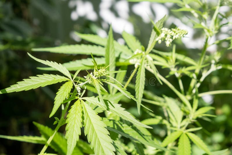 Marijuana Leaf Background Wallpaper, Cannabis Hemp Leaf Outdoors Stock ...