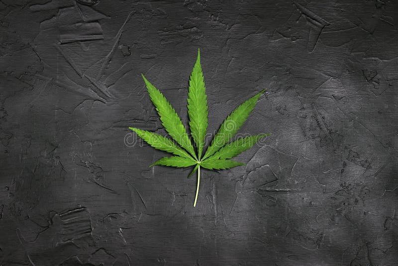 Marijuana Leaf on Black Background Stock Image - Image of agriculture, addictive: 244347565
