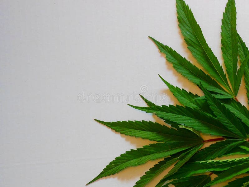 Green Cannabis Leaf. Leaf Plant Botanical Garden Floral Foliage. Frame ...